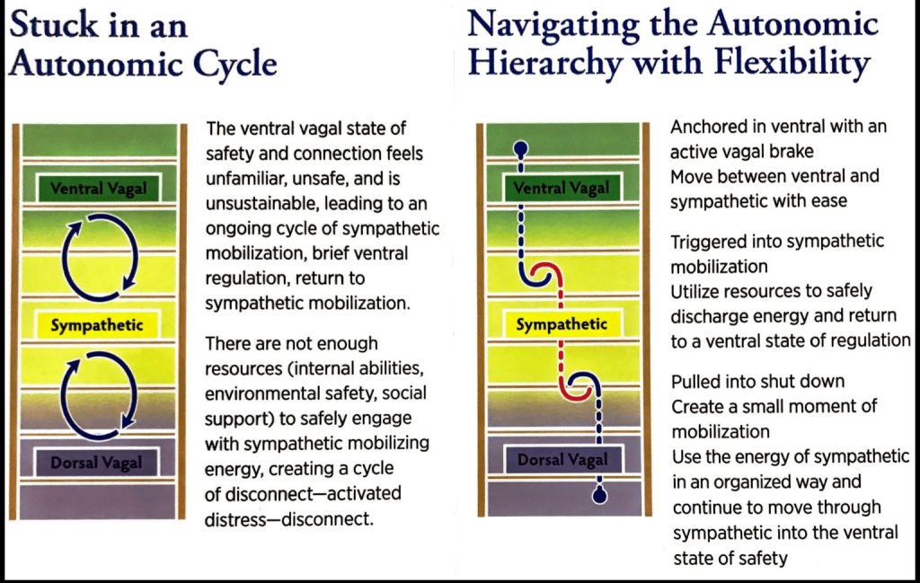 Polyvagal Theory | Brisbane Counselling Centre